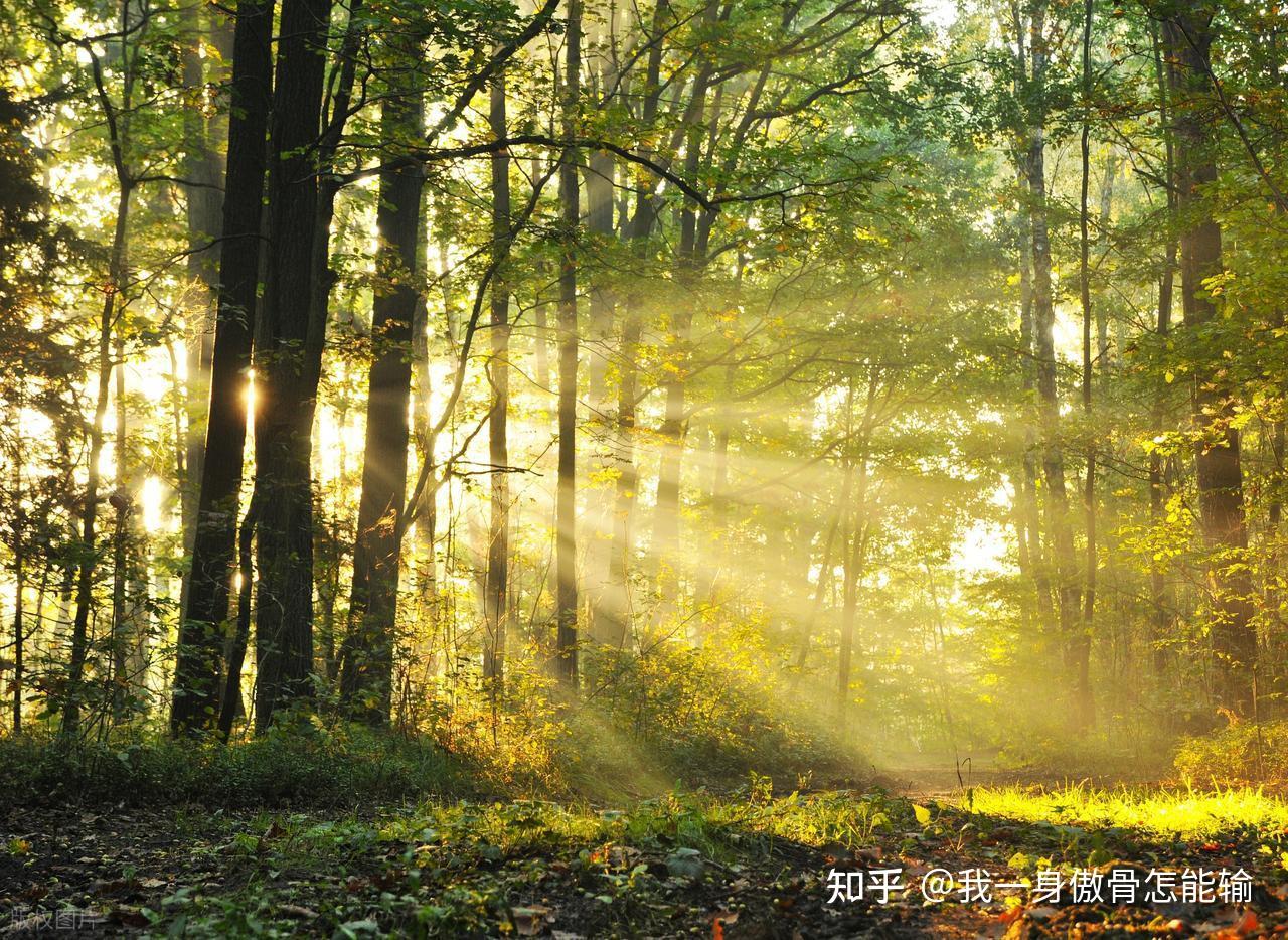 行列式：空间变形的几何密码 - 知乎