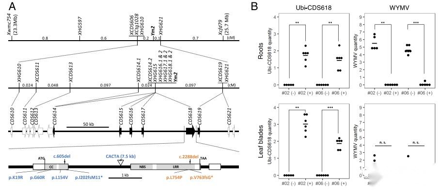 【PNAS】Ym2源自山羊草，可赋予小麦根部抗小麦花叶病毒的能力 - 知乎