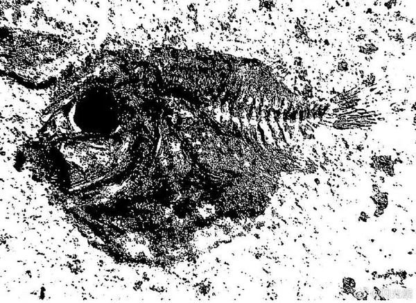 蒙特波卡：始新世的海洋之窗（4）——真鲈形系鲀形目（作者：达达） - 知乎