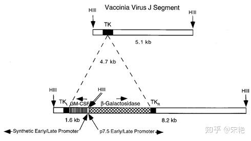 国内溶瘤病毒临床项目技术概况（下） - 知乎