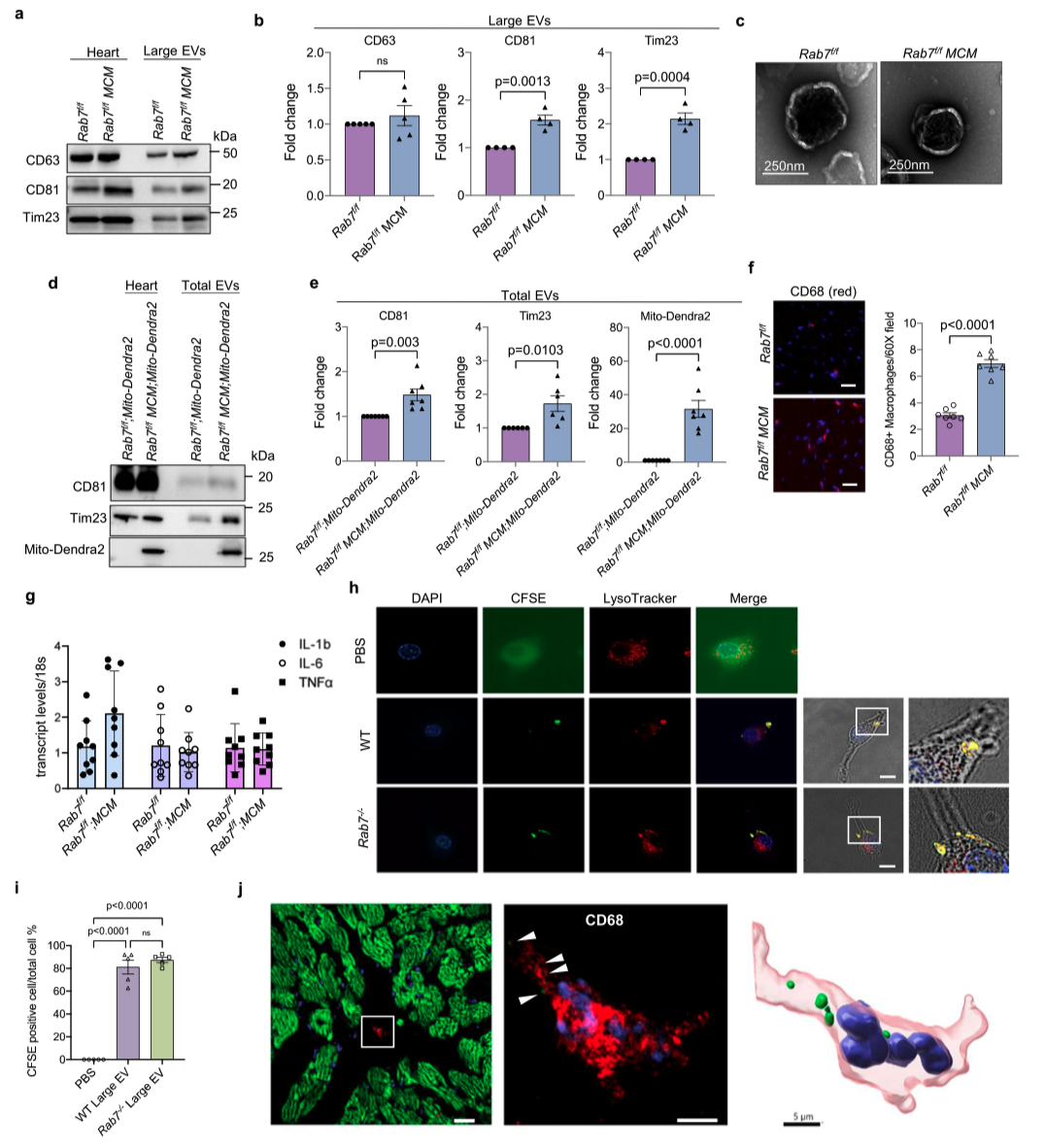 Nature Communications丨当溶酶体功能受损时，线粒体会在细胞外囊泡中分泌 - 知乎