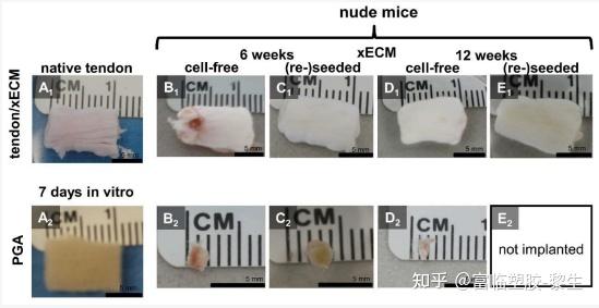 PGA Biofelt植入级无纺布 重新接种样本中 α-平滑肌肌动蛋白和抗人核的免疫标记 - 知乎