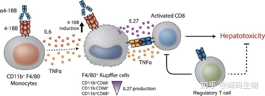肿瘤免疫靶点 | T细胞共刺激分子4-1BB - 知乎