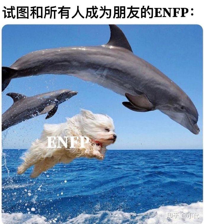 16种人格特征分别最像那种动物？|Mbti解析 - 知乎