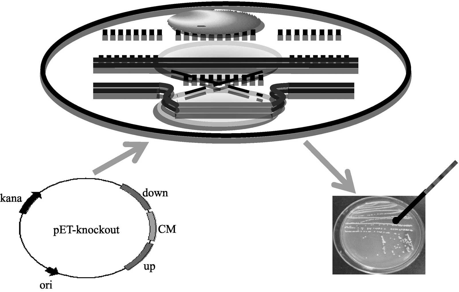 知乎盐选 | 第 2 节 基于 RecA 同源重组的基因敲除技术