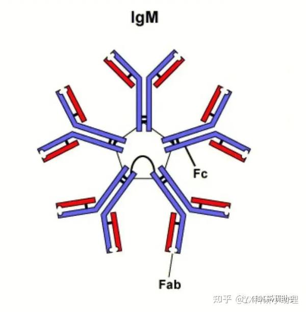 科普知识 | 一文了解IgM、IgG、IgA、IgE四种抗体 - 知乎