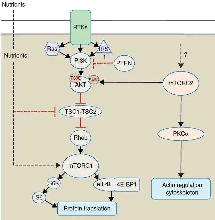 【AmBeed解读】mTOR的作用靶点及作用机制的分析 - 知乎