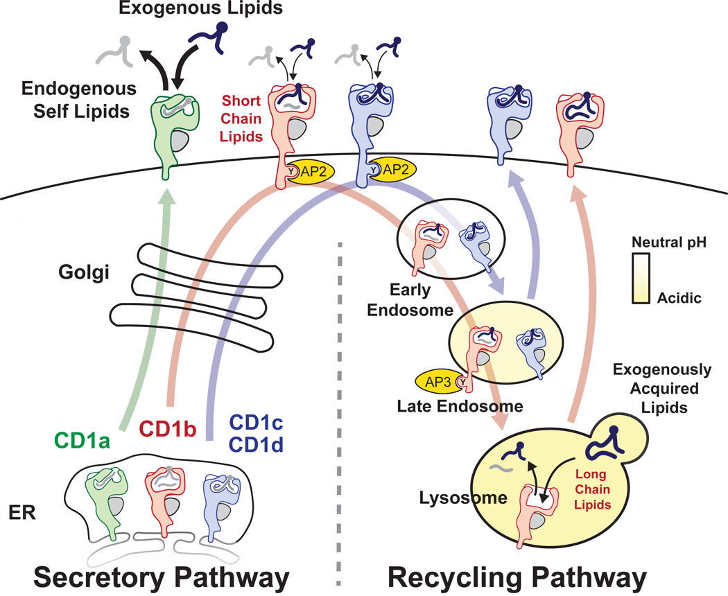 脂质抗原呈递分子CD1a - 知乎