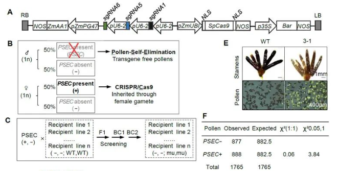 Plant Communications：防范转基因花粉扩撒——花粉自清除CRISPR/Cas系统(PSEC)的开发 - 知乎