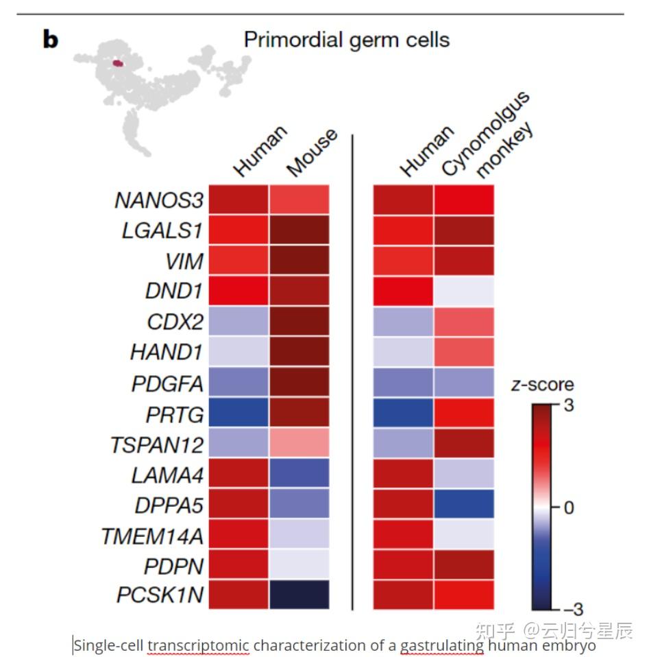 浅谈对原始生殖细胞的认识 - 知乎