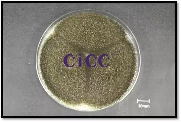 标准菌株ATCC 16404（巴西曲霉）的分类学变迁历史 - 知乎