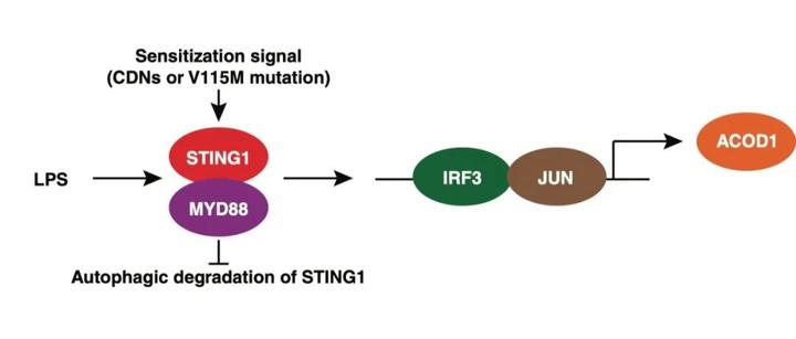 Cell新刊丨STING1-MYD88 复合物驱动 ACOD1/IRG1 在致死性先天免疫中的表达和功能 - 知乎