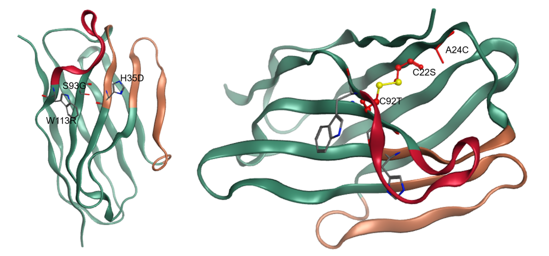 细胞内VHH - 知乎