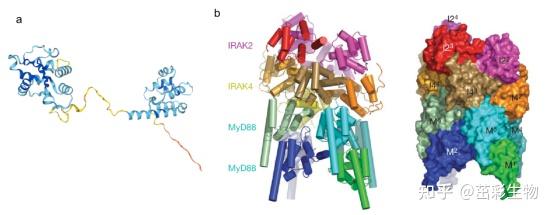 髓分化因子88(MyD88) - 知乎