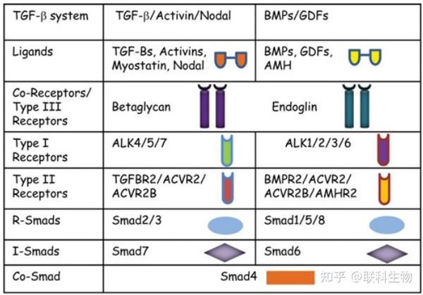 ELISA系列 | TGF-β1/β2/β3以及TGF-α - 知乎