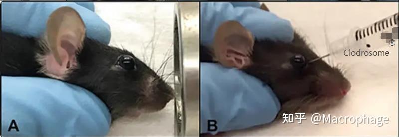 眼球后静脉注射(Retro-Orbital Injection, ROI) - 知乎