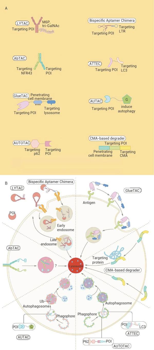 ATTEC 分子: 通过自噬降解多靶点的闪亮新星！| MCE - 知乎