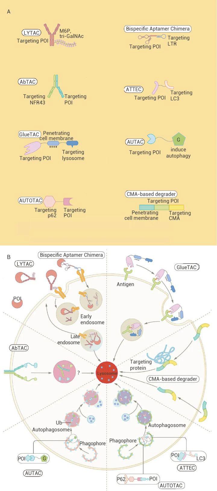 ATTEC 分子: 通过自噬降解多靶点的闪亮新星！| MCE - 知乎