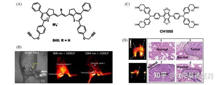 【NIR-II近红外二区成像】近红外二区小动物活体成像在肿瘤诊疗中的应用综述 - 知乎