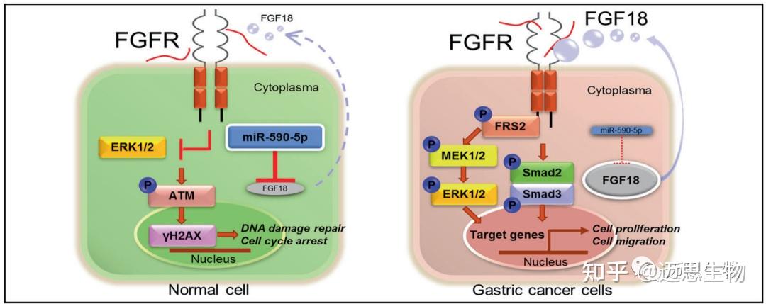 FGF18：骨关节炎治疗靶标 - 知乎