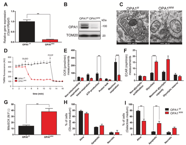 CDD丨OPA1 通过 p65 信号驱动巨噬细胞代谢和功能承诺 - 知乎