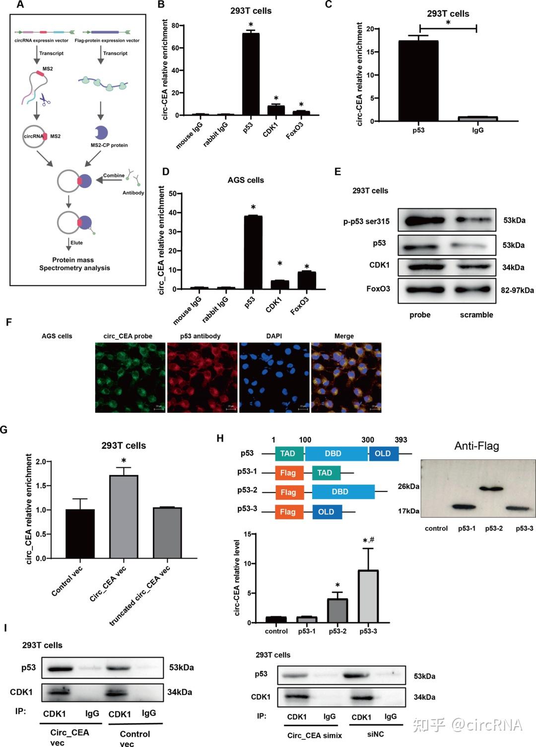 Cell Death Dis | circ_CEA抑制应激诱导的胃癌细胞凋亡的新机制 - 知乎