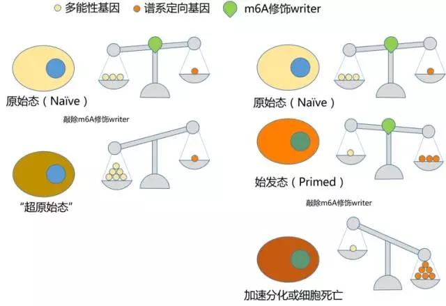 DNA vs. RNA：生命的信息流到底谁说了算？ | 专栏 - 知乎