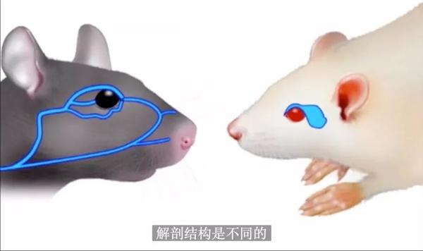 【八只·视频教程】实验动物操作之小鼠眼眶取血 - 知乎