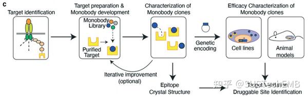 Monobody: 蛋白质靶向治疗的明日之星 - 知乎