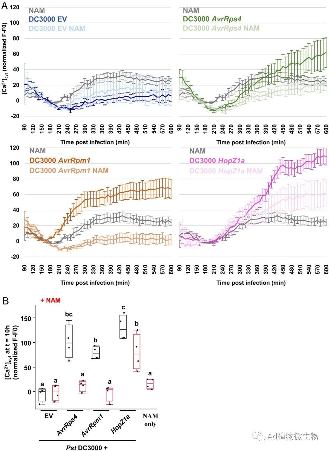PNAS | 北卡教堂山分校Dangl团队研究揭示拟南芥免疫中TIR结构域的更广泛功能! - 知乎