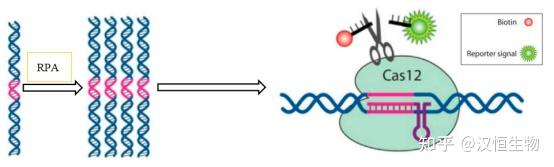 CRISPR/Cas系统的新星1——Cas12a - 知乎
