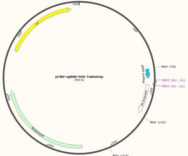双靶点CRISPR载体构建 (哺乳动物细胞) - 知乎