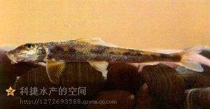 史上最全(169种)的淡水鱼图集 - 知乎