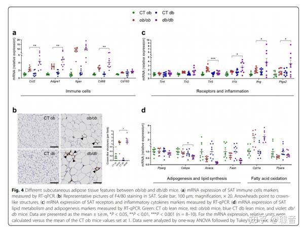 DBDB、OBOB二型糖尿病小鼠 - 知乎