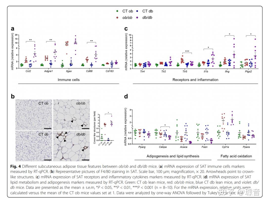 DBDB、OBOB二型糖尿病小鼠 - 知乎