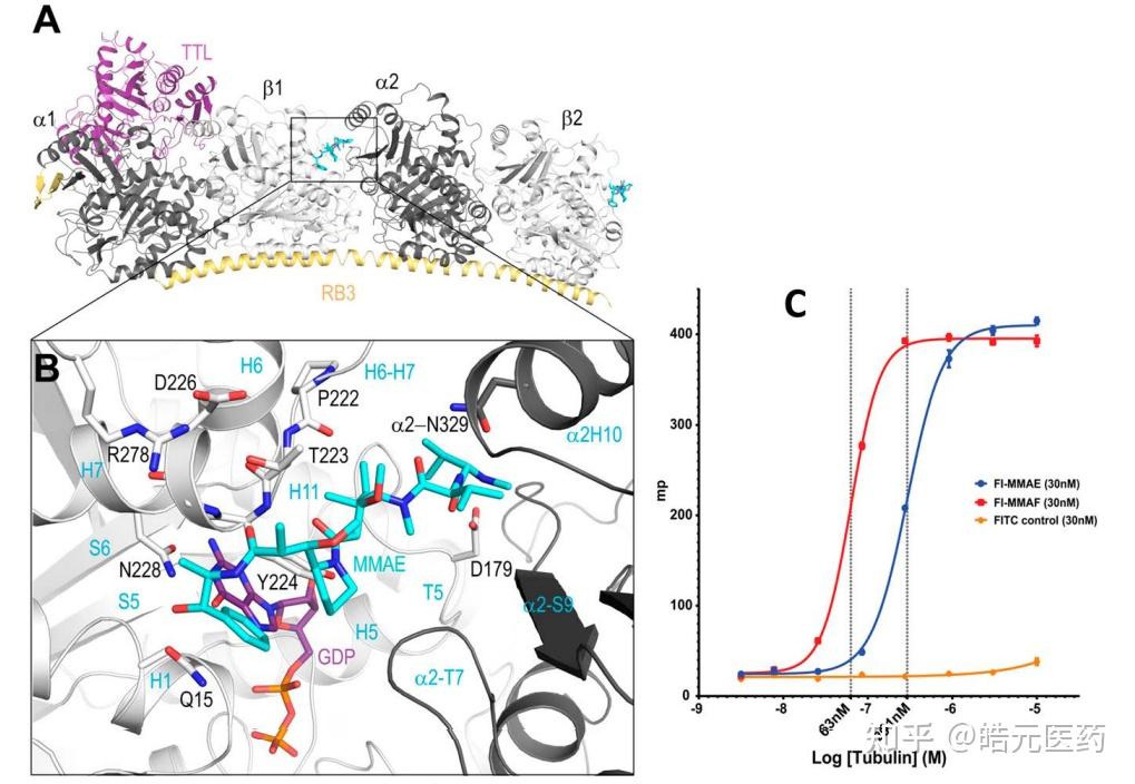 ADC药物的抗癌之路-皓元医药 - 知乎