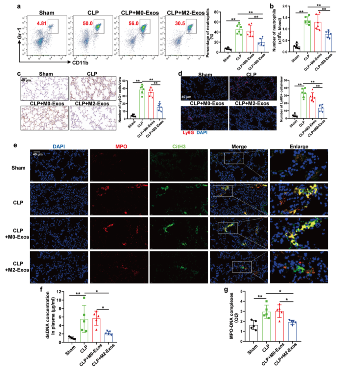 生物医学杂志丨IF：11丨M2巨噬细胞外泌体 通过抑制中性粒细胞NETs从而减轻脓毒症损伤 - 知乎