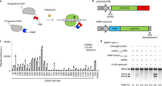 NCB：用于诱导型基因组编辑和基因激活的分裂CRISPR-Cpf1平台 - 知乎