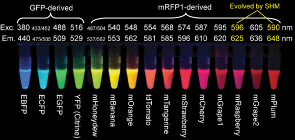 荧光标记铁氧还蛋白Ferredoxin/荧光标记绿色荧光蛋白GFP - 知乎