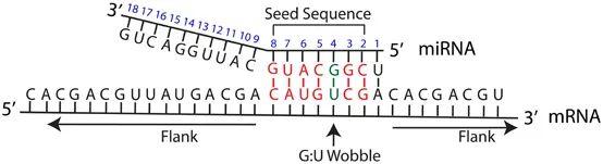 分子生物学 | miRNA的根源区"seed region" - 知乎