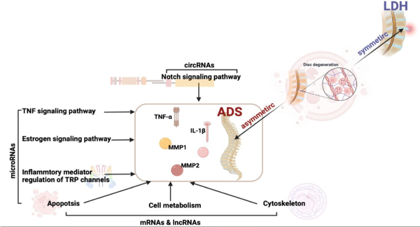 ceRNA机制研究常见套路 - 知乎