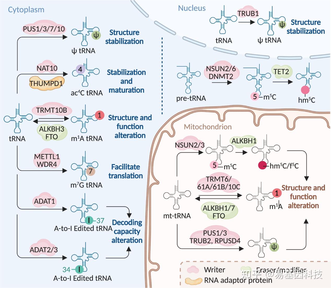 易基因：m6A/m5C/m1A/m7G/ac4C/Ψ等8种RNA修饰的生物学功能和潜在机制 - 深圳市易基因科技 - 博客园