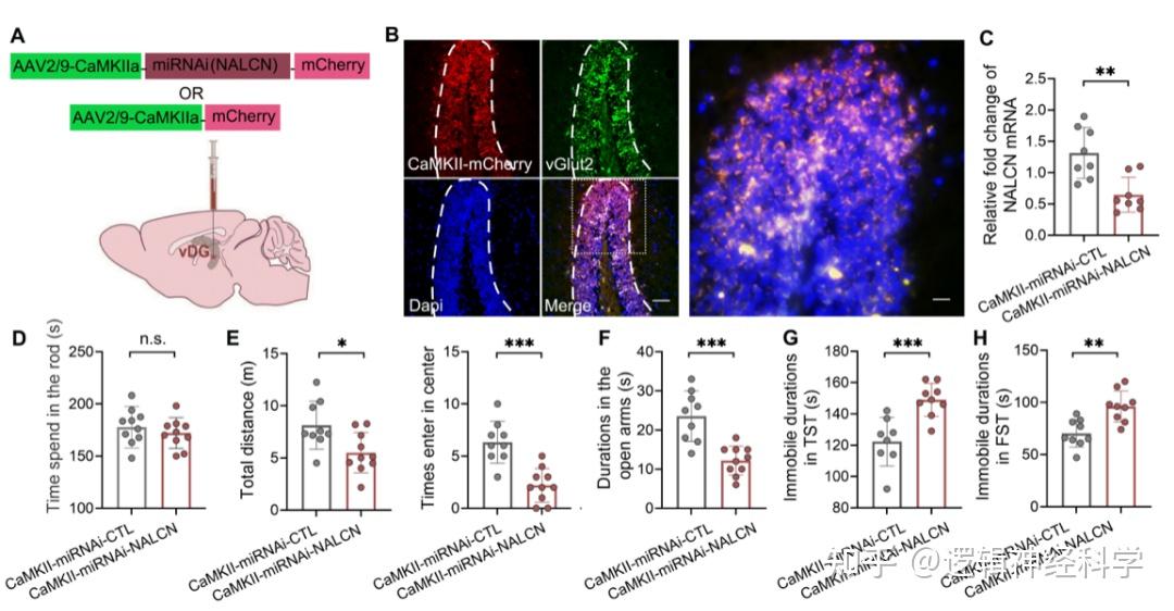 BBI︱四川大学华西医院朱涛/周诚团队揭示腹侧海马齿状回NALCN离子通道调控炎性抑郁的新机制 - 知乎