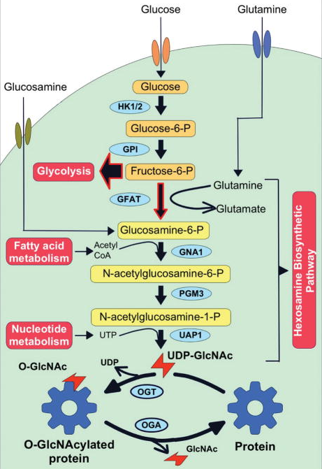 蛋白质的糖基化修饰（三） - 知乎