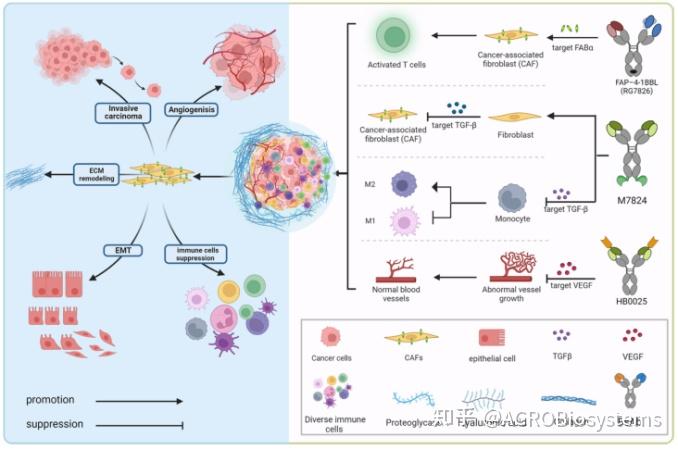 攻克三大“黄金点”：难点·痛点·突破点，CD3双抗或可拿下实体瘤 - 知乎