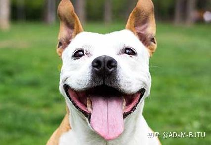 Albumentation文档 - 知乎