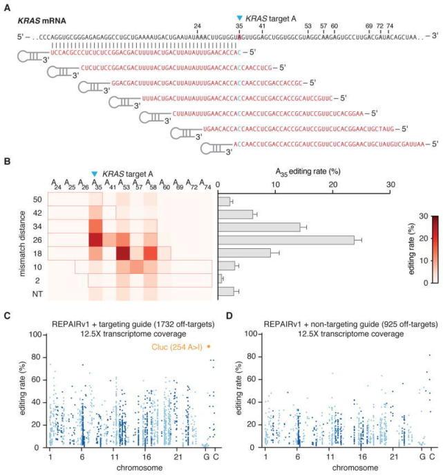 Science｜CRISPR-Cas13编辑RNA - 知乎