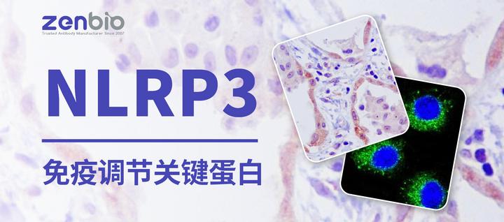 NLRP3蛋白：免疫调节中的关键角色 - 知乎