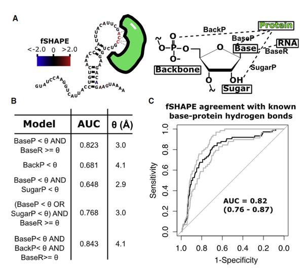 Mol Cell | 新方法揭示单核苷酸分辨率RNA-蛋白质互作界面 - 知乎