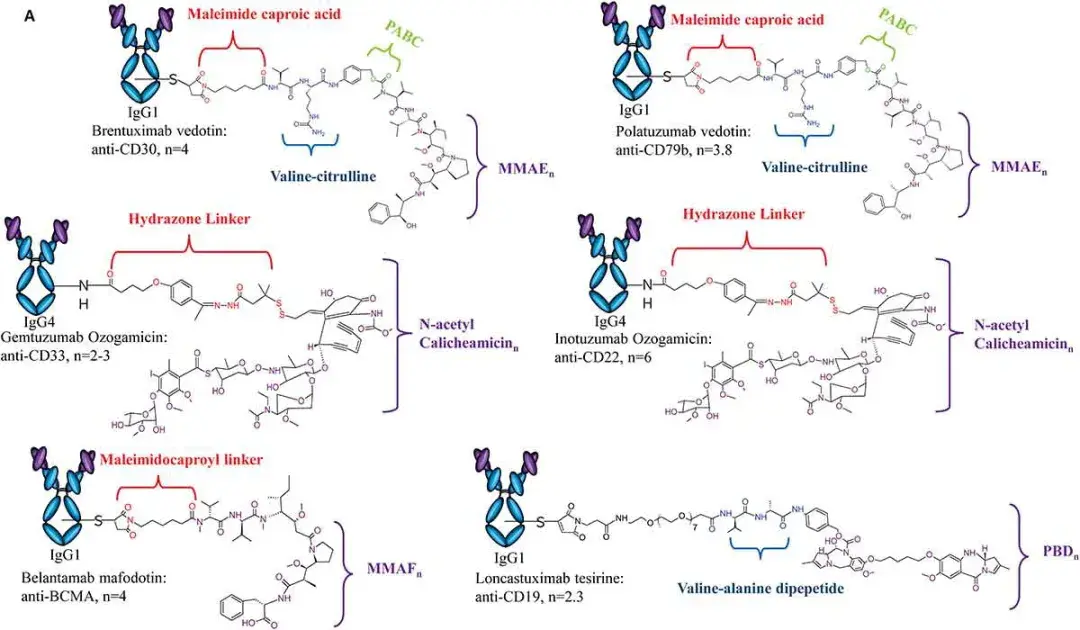 抗体-药物偶联物（ADC）靶向治疗癌症：前景和挑战 - 知乎
